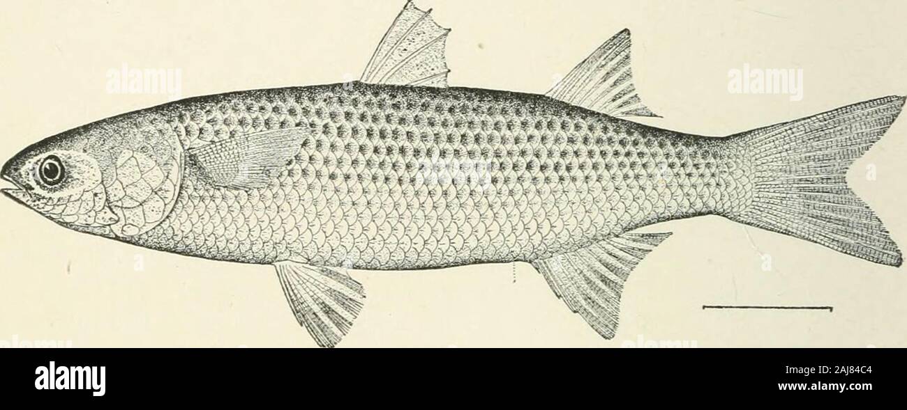 A treatise on zoology . ad. The Mugiliformes are notknown for certain ...