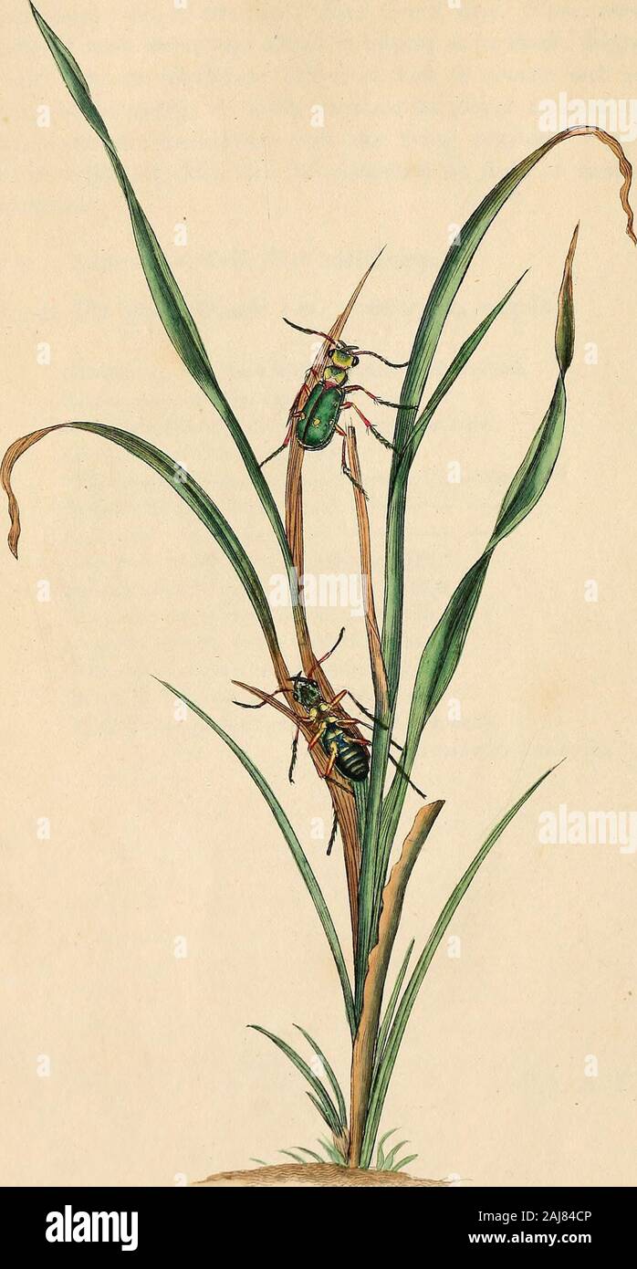 The natural history of British insects : explaining them in their ...