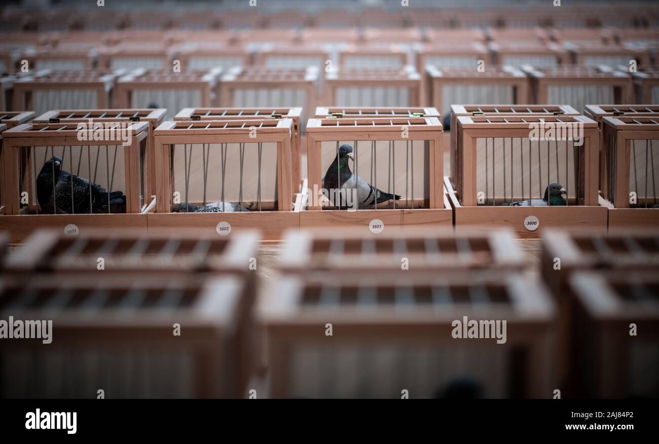 The largest pigeon show of its kind in europe hi-res stock photography ...