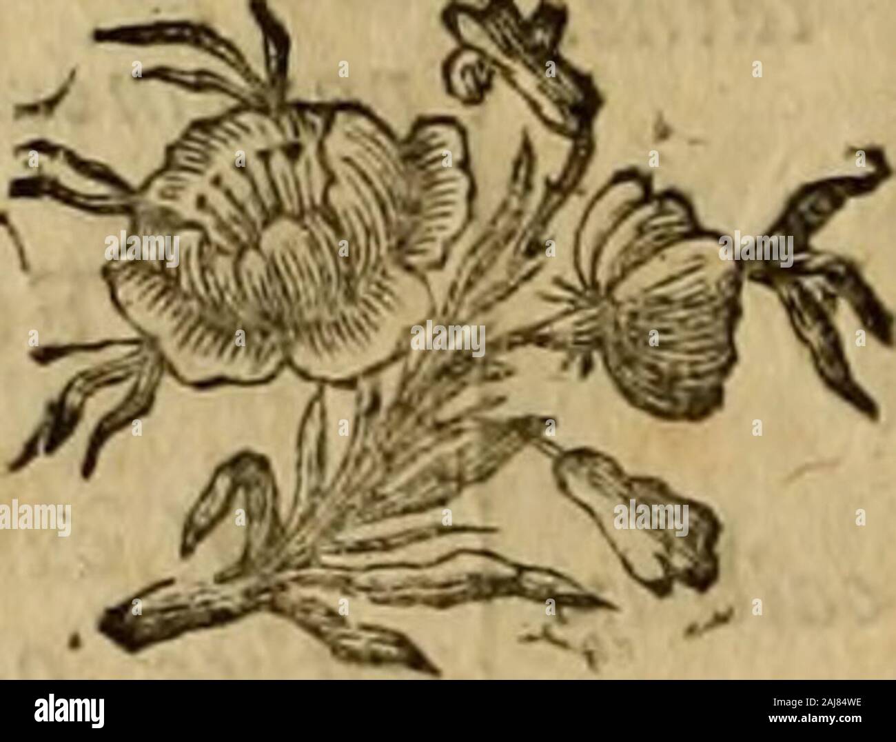 Fulgo hi-res stock photography and images - Alamy