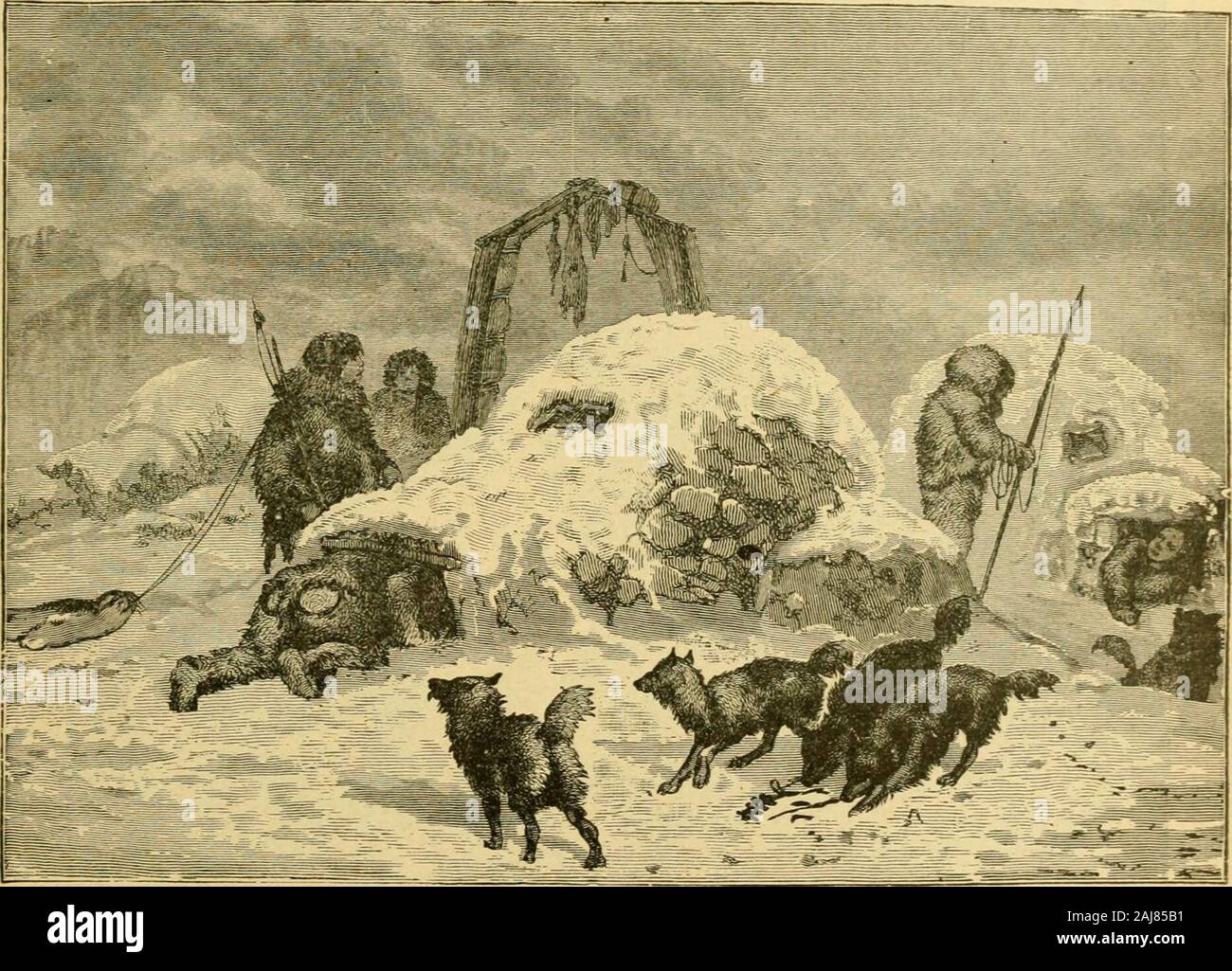 Cannibalism pig hi-res stock photography and images - Alamy