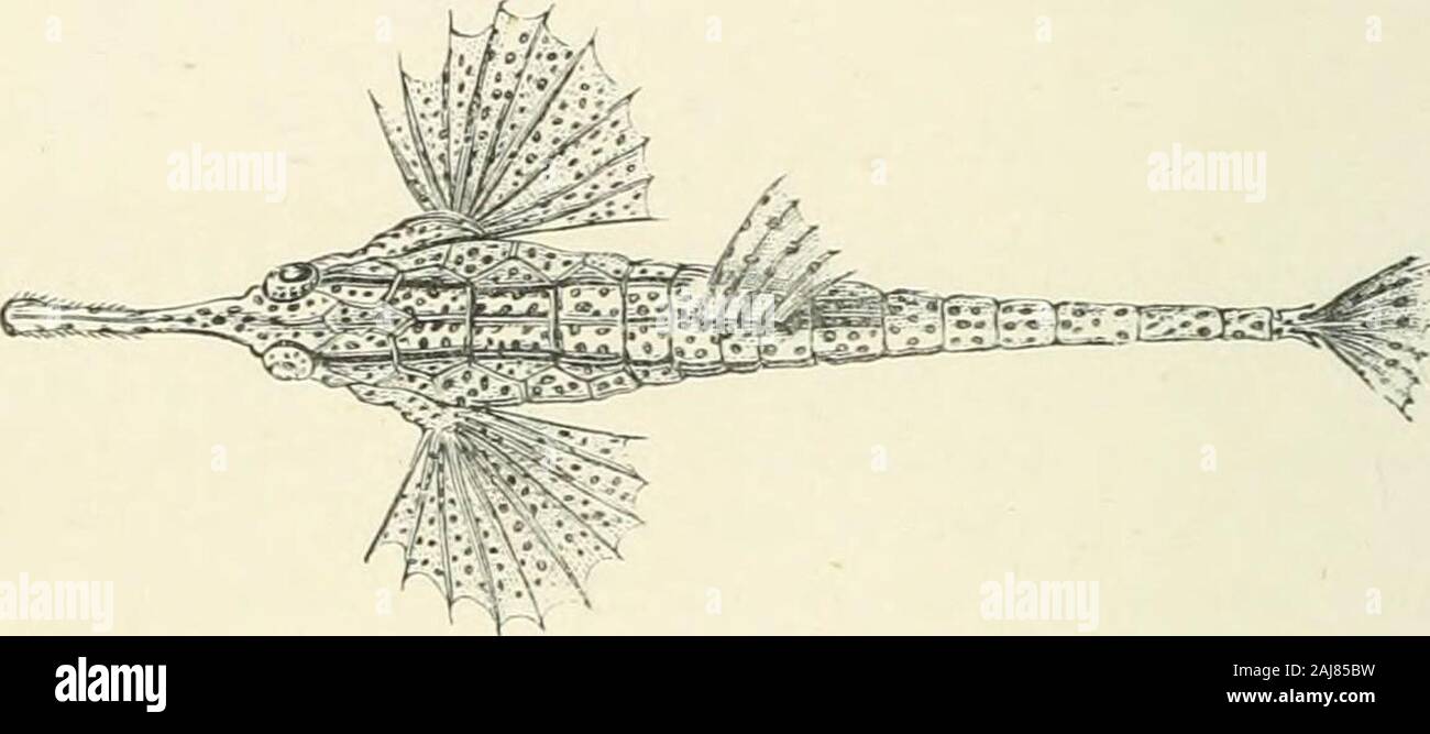 Pegasus natans hi-res stock photography and images - Alamy