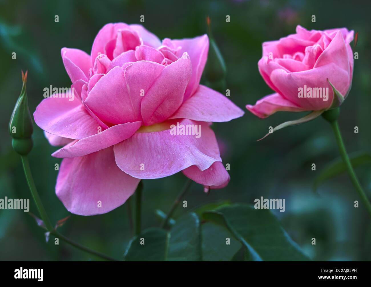 Lorraine lee rose hi-res stock photography and images - Alamy
