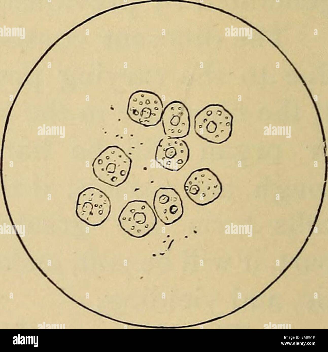 Liver cells microscope hi-res stock photography and images - Alamy