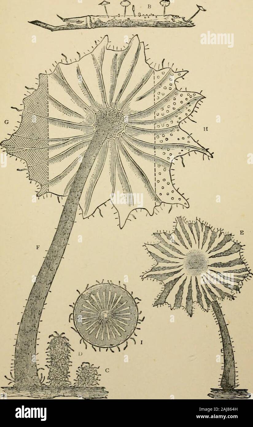 Coprinus radiatus hi-res stock photography and images - Alamy