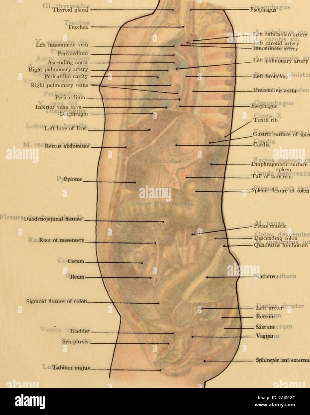Psoas major muscle hi-res stock photography and images - Alamy