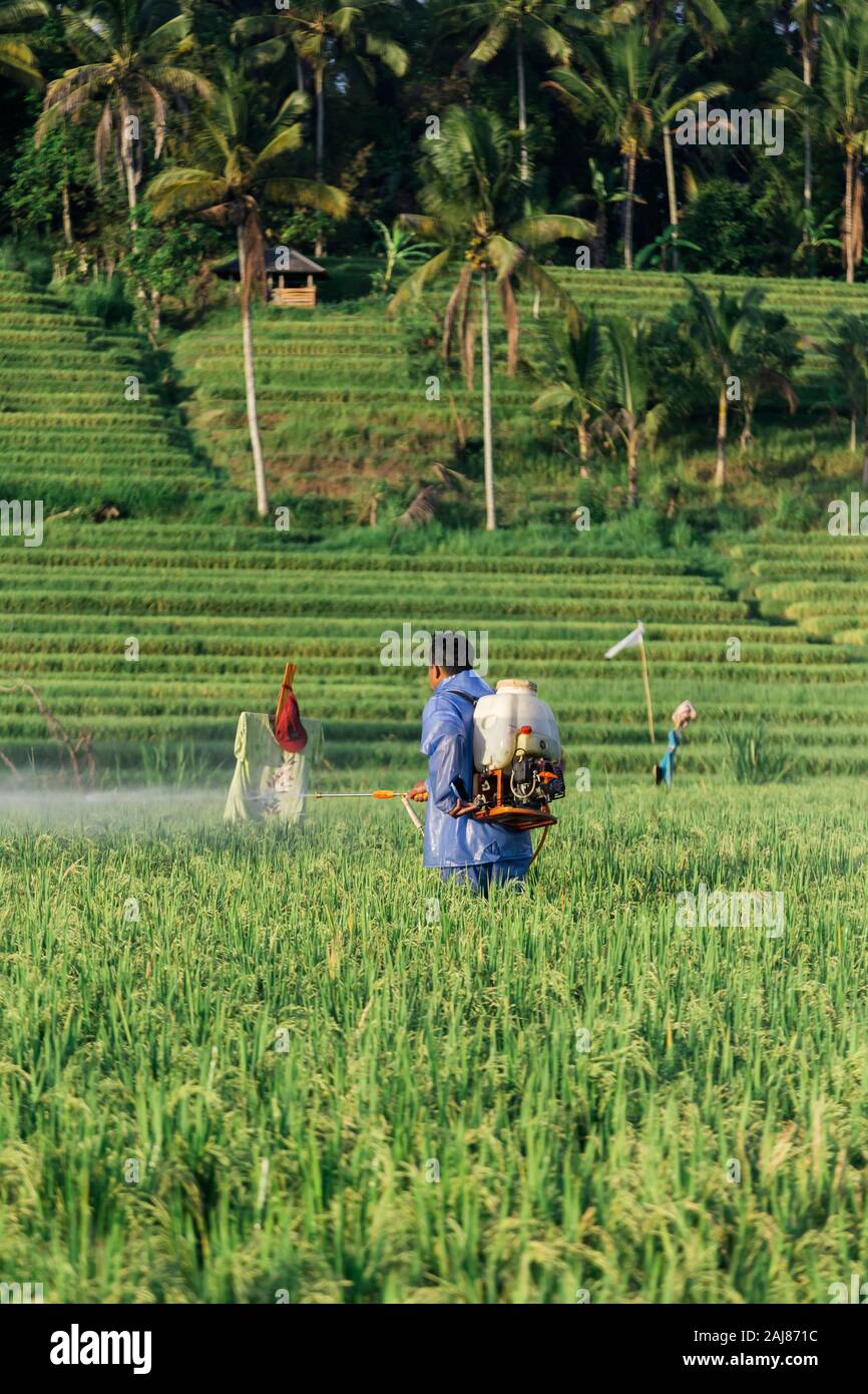 Side view of farmer spraying insecticide on crops in farm Stock Photo ...