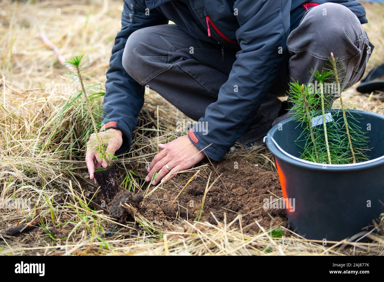 Man planting young tree for safe the planet Stock Photo - Alamy