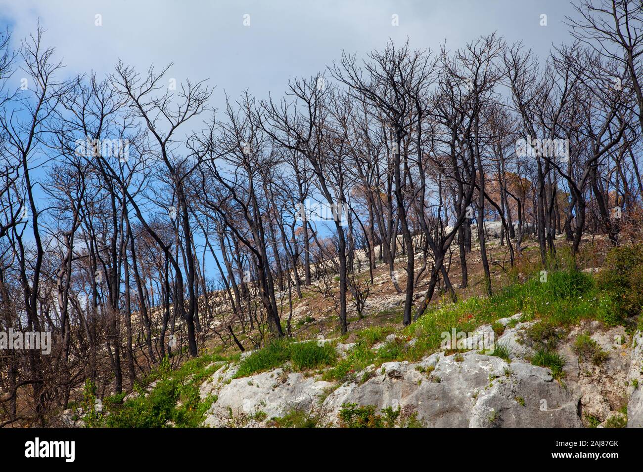 Pine trees after a forest fire Stock Photo - Alamy