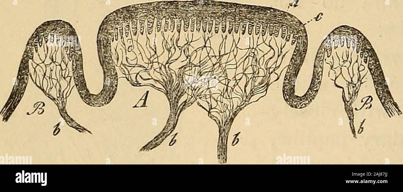 Apill hi-res stock photography and images - Alamy