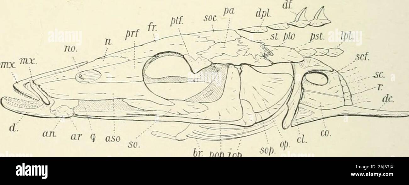 Pectoral girdle hi-res stock photography and images - Alamy