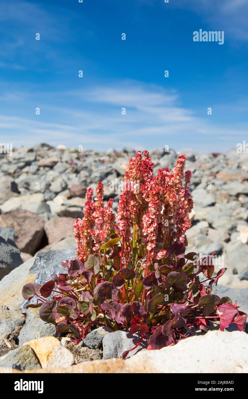 Red alpine flower blooms above Athelney Pass, British Columbia, Canada ...