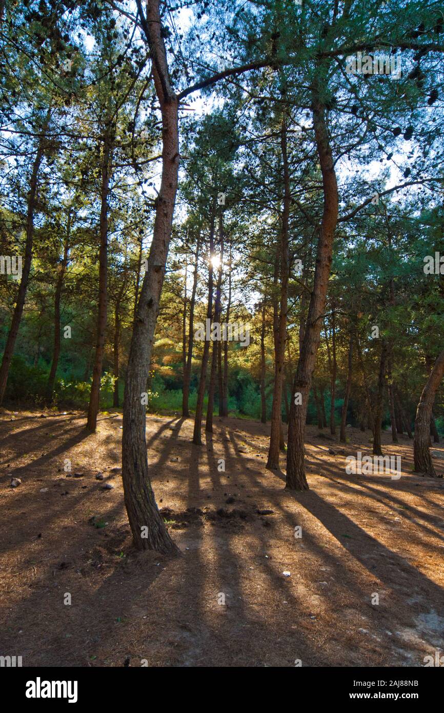 Israel pine trees in forest hi-res stock photography and images - Alamy