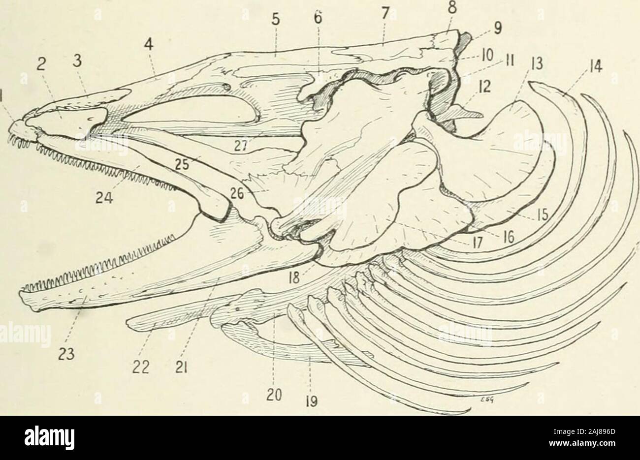 Saccopharyngidae hi-res stock photography and images - Alamy