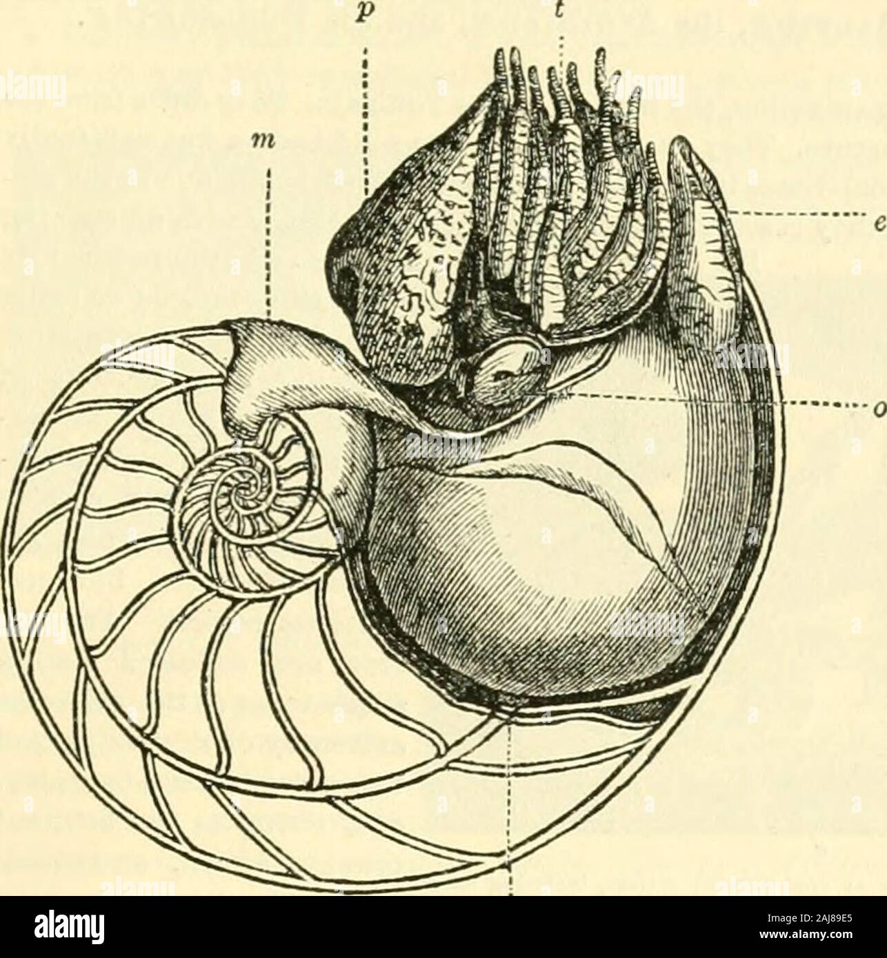 Chambered nautilus shells hi-res stock photography and images - Alamy