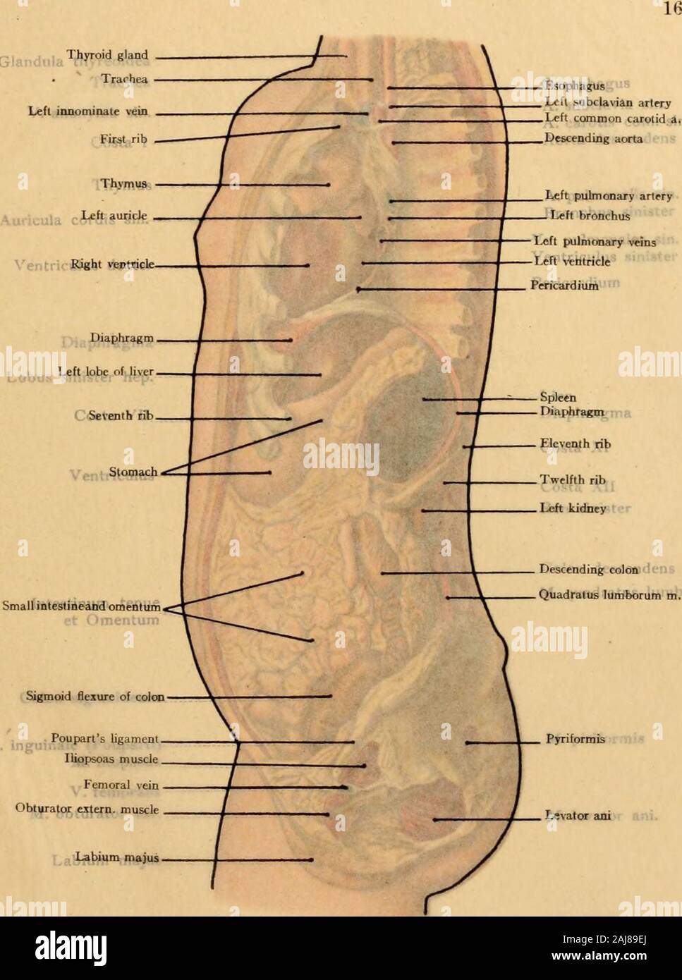 Pericardialcavity hi-res stock photography and images - Alamy