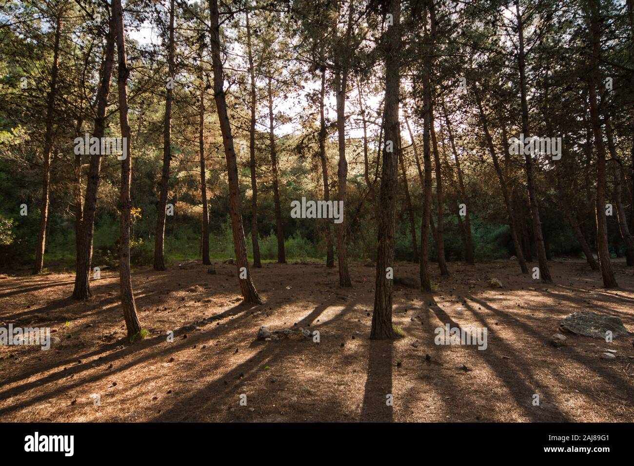Israel pine trees in forest hi-res stock photography and images - Alamy