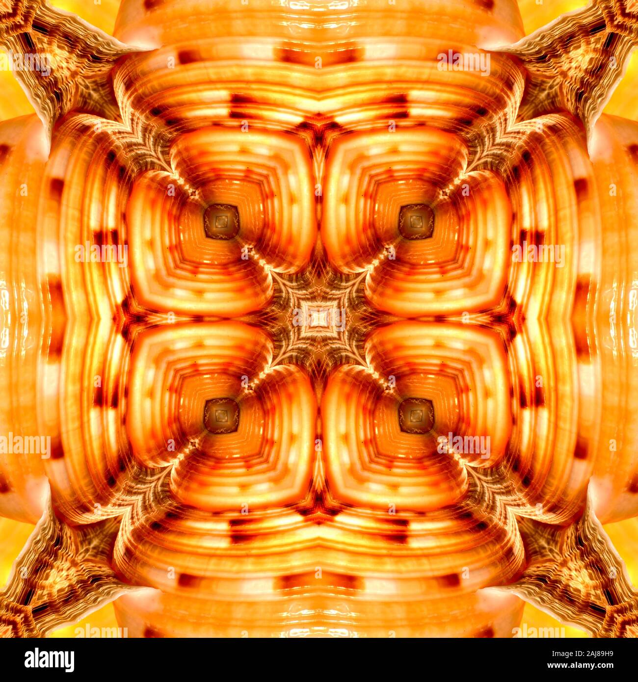 Chinese Tun shell (Tonna chinensis) c6cm. Region: Indo-Pacific Stock ...