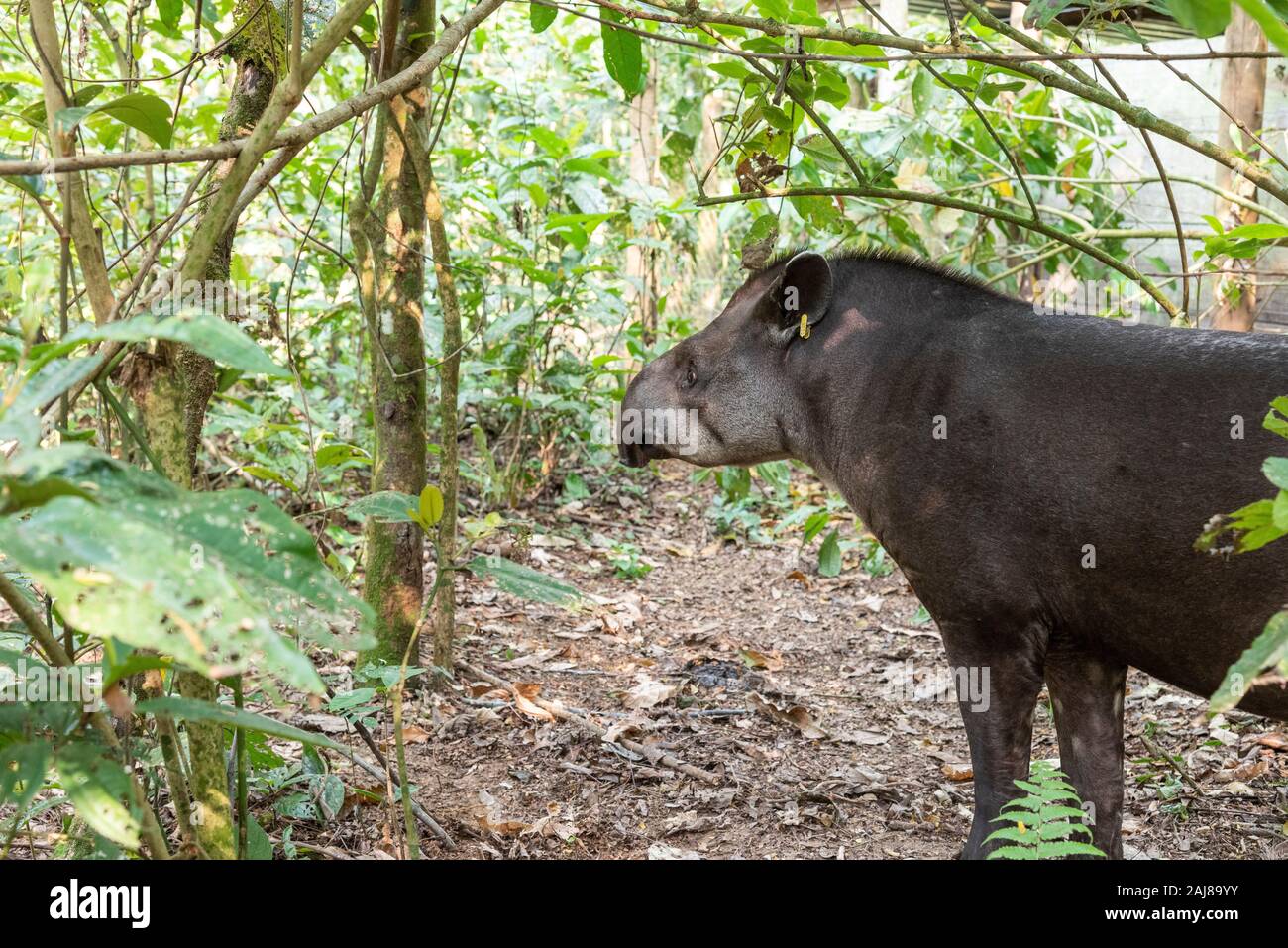 Rio guapiacu hi-res stock photography and images - Alamy