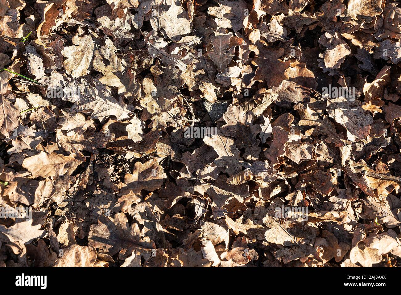 Fallen leaf ground cover hi-res stock photography and images - Alamy