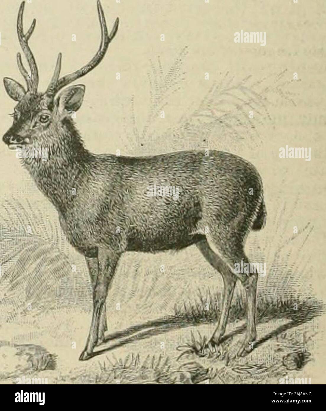 Decanus hi-res stock photography and images - Alamy