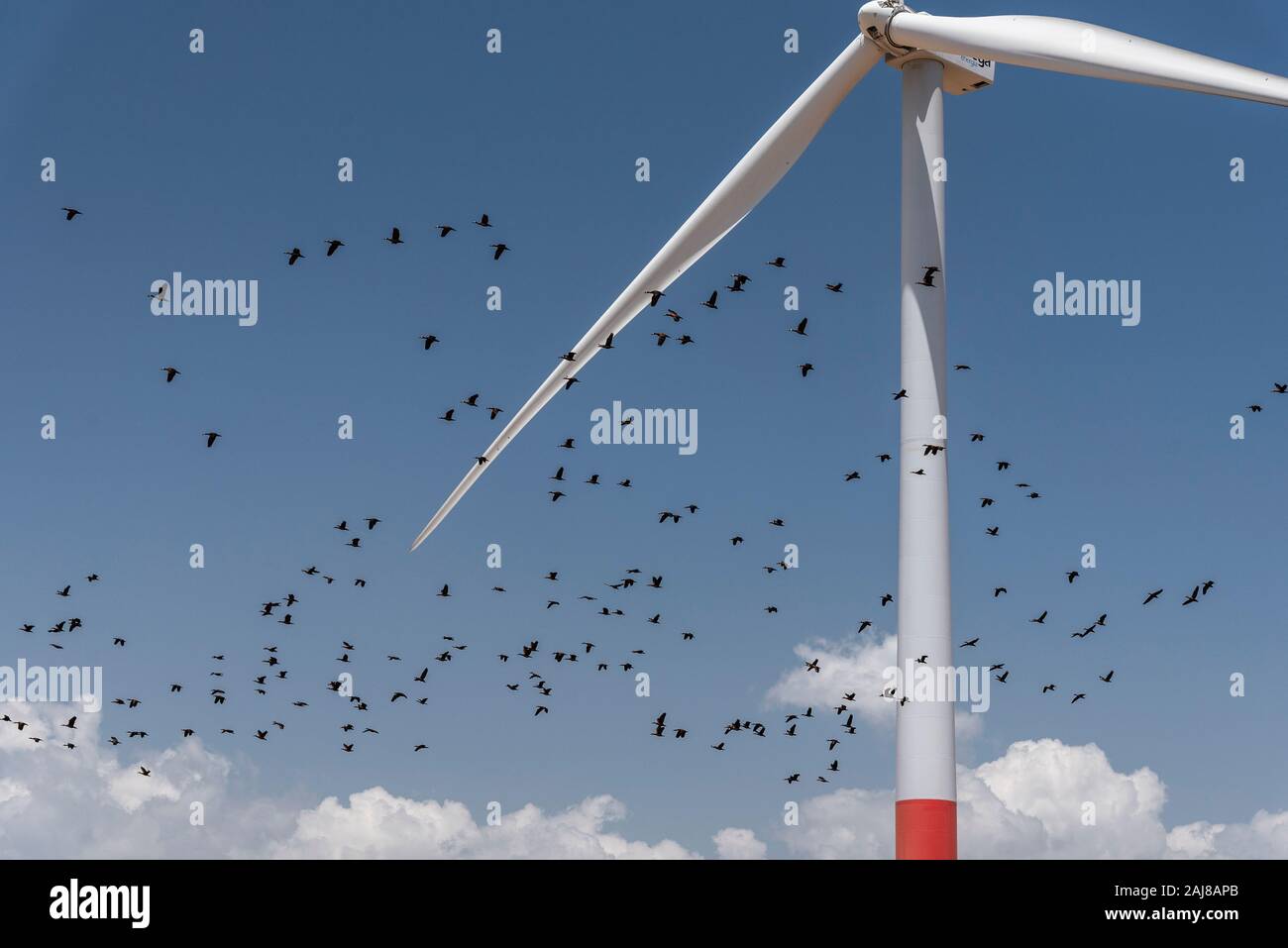 Birds flying near wind turbines hi-res stock photography and images - Alamy