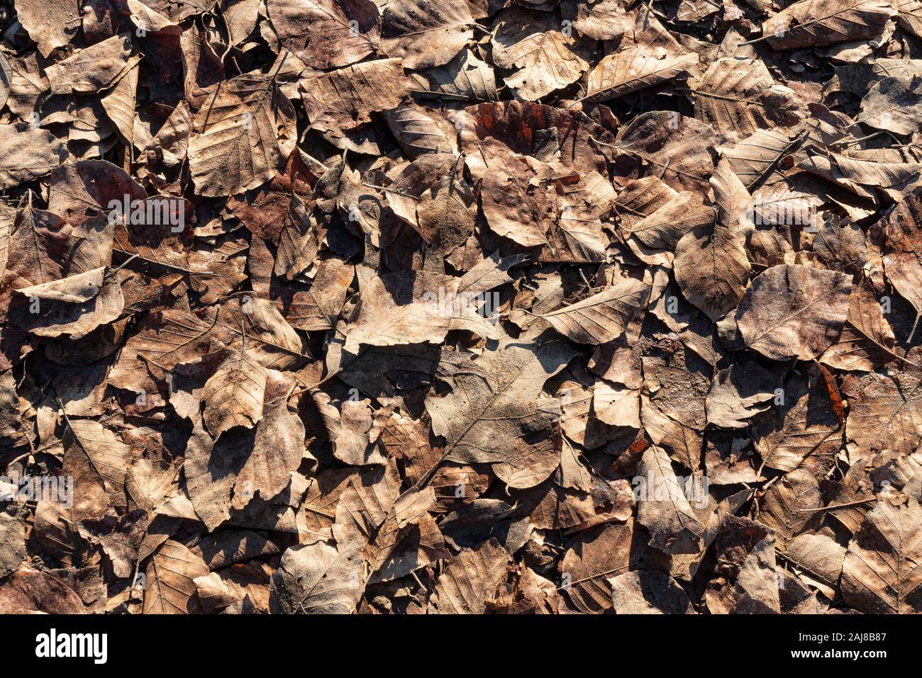 Autumn fallen leaves ground hi-res stock photography and images - Alamy