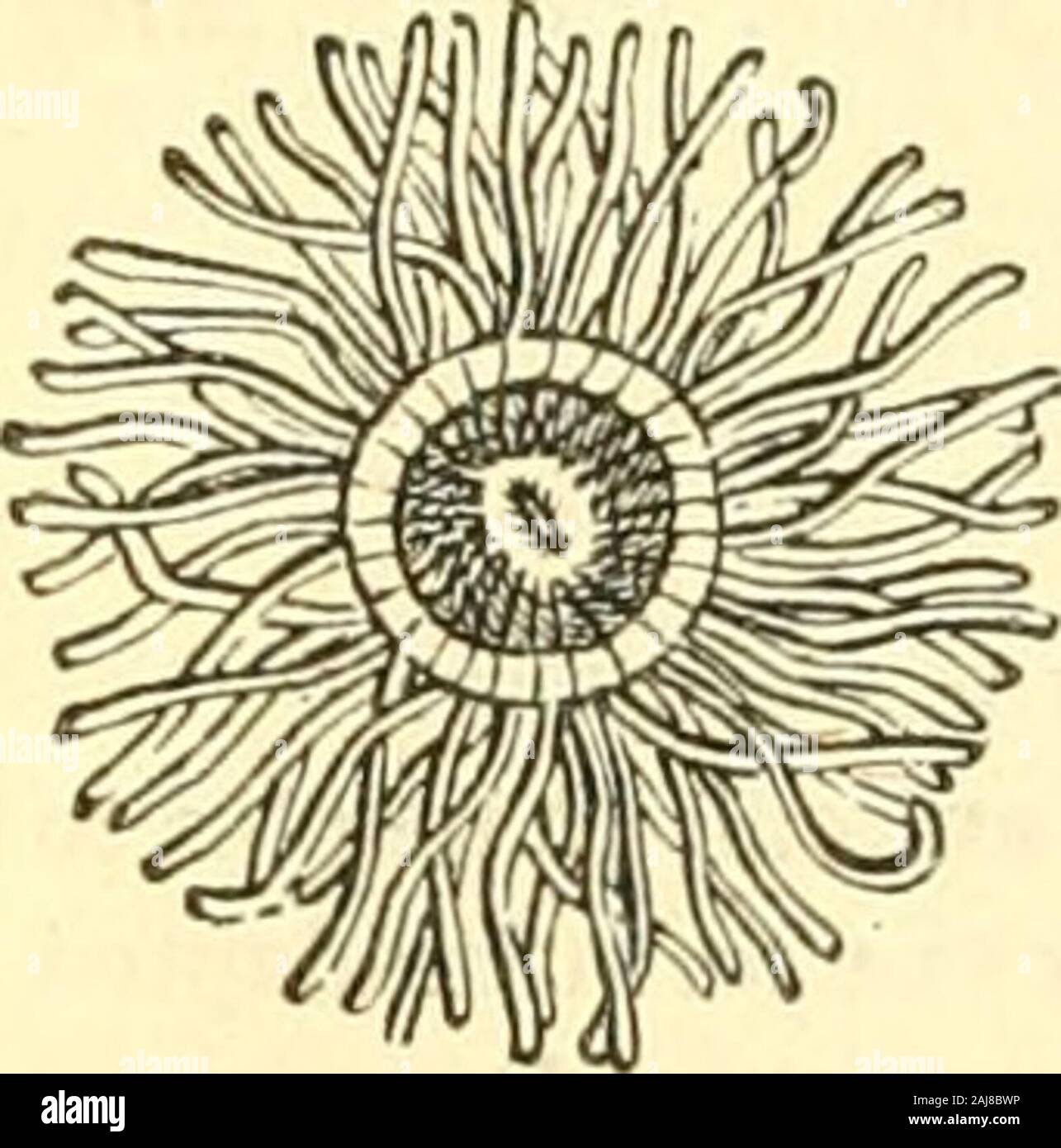 Polypi hi-res stock photography and images - Alamy