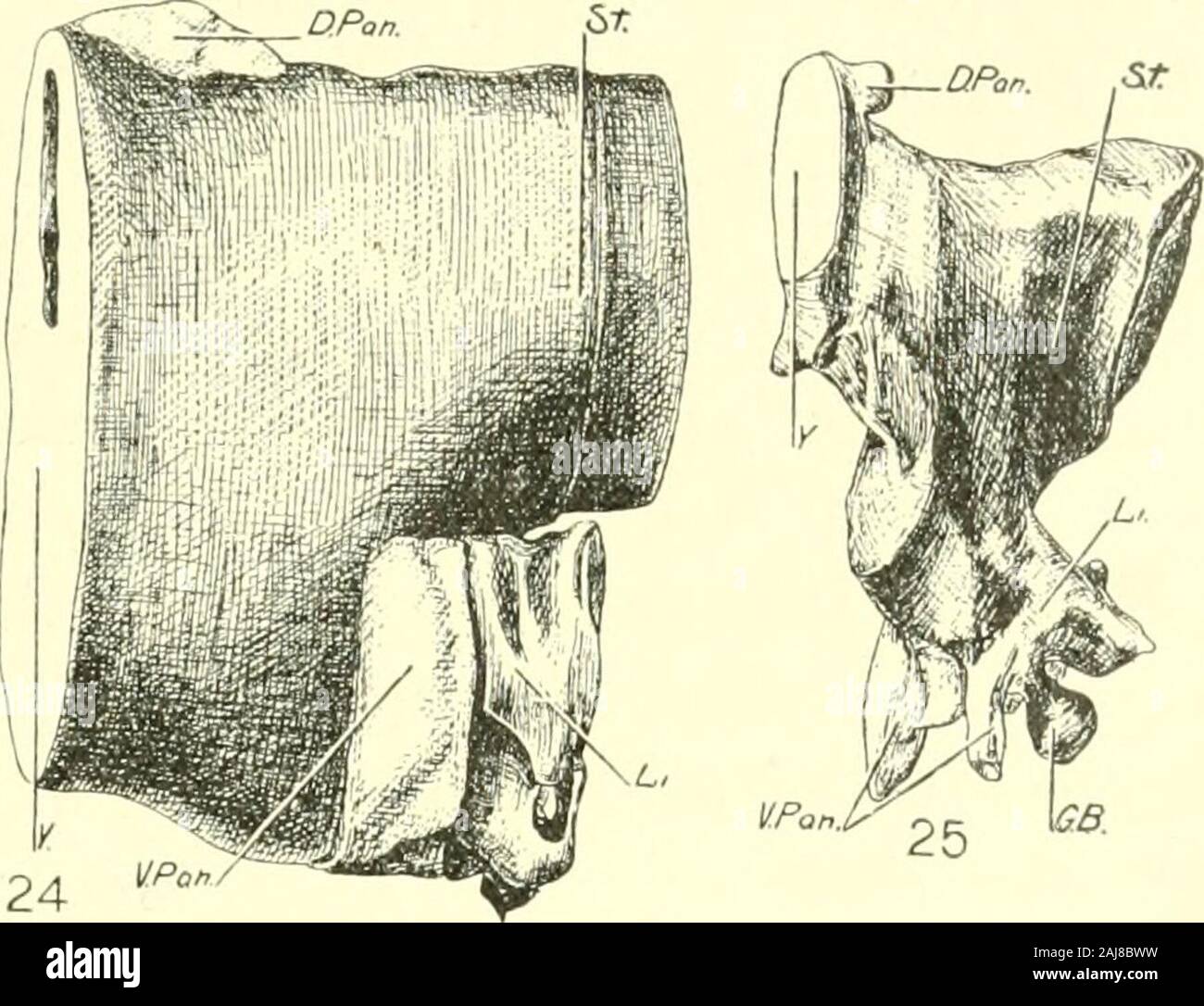 Outpouching hi-res stock photography and images - Alamy