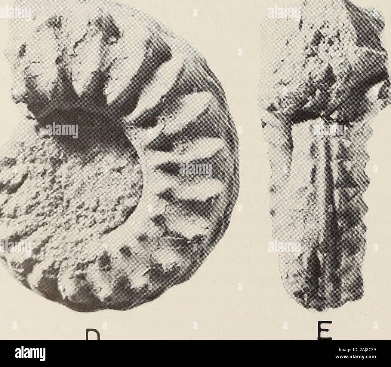 Annals of the South African Museum = Annale van die Suid-Afrikaanse ...