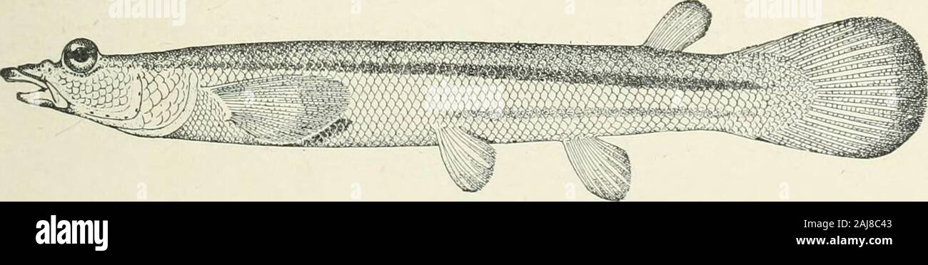 Amblyopsidae hi-res stock photography and images - Alamy