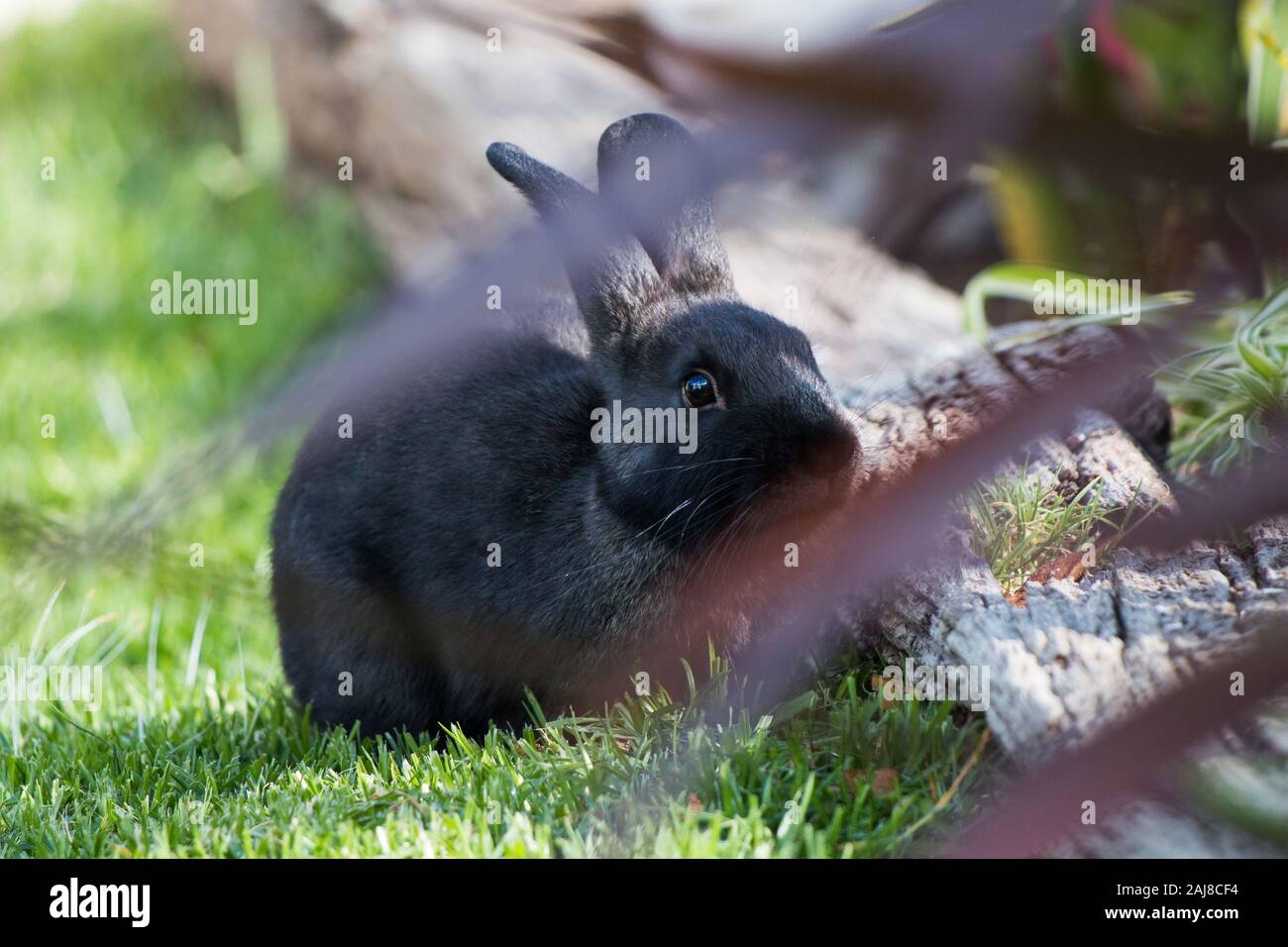 Black pet rabbit eating outdoors in the garden on the green grass ...