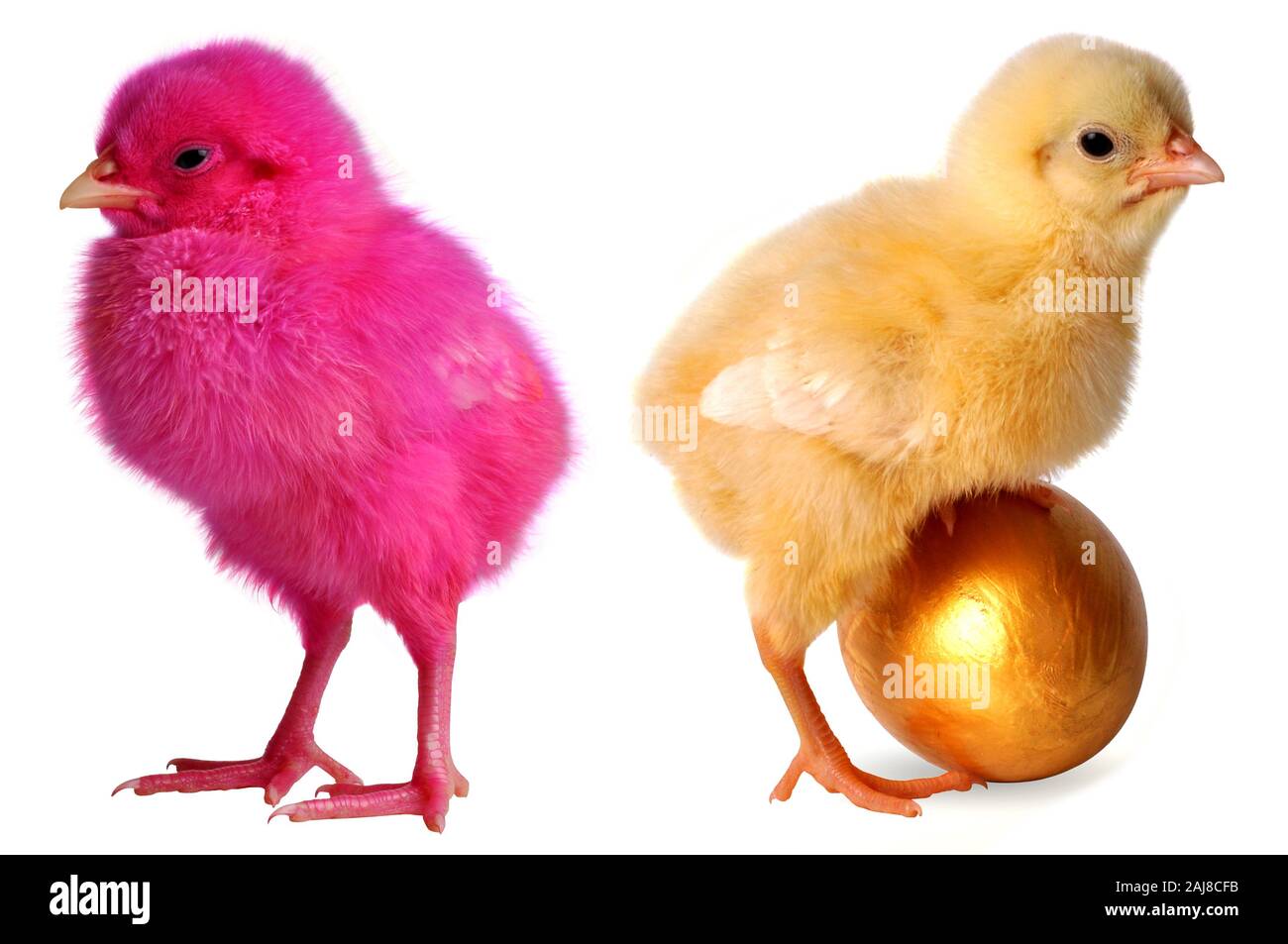 Colored chick born with Stock Photo - Alamy