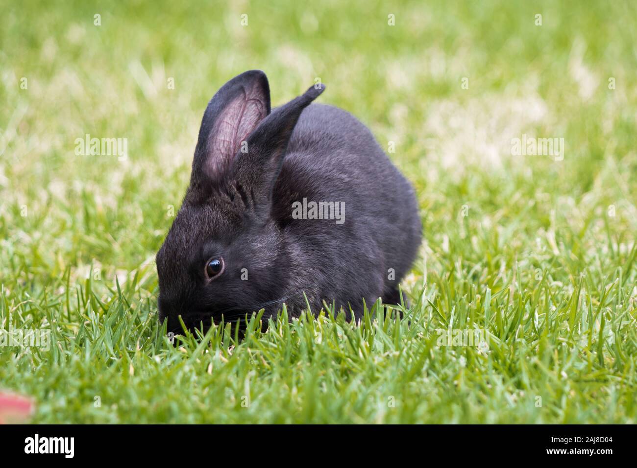 Black pet rabbit eating outdoors in the garden on the green grass ...
