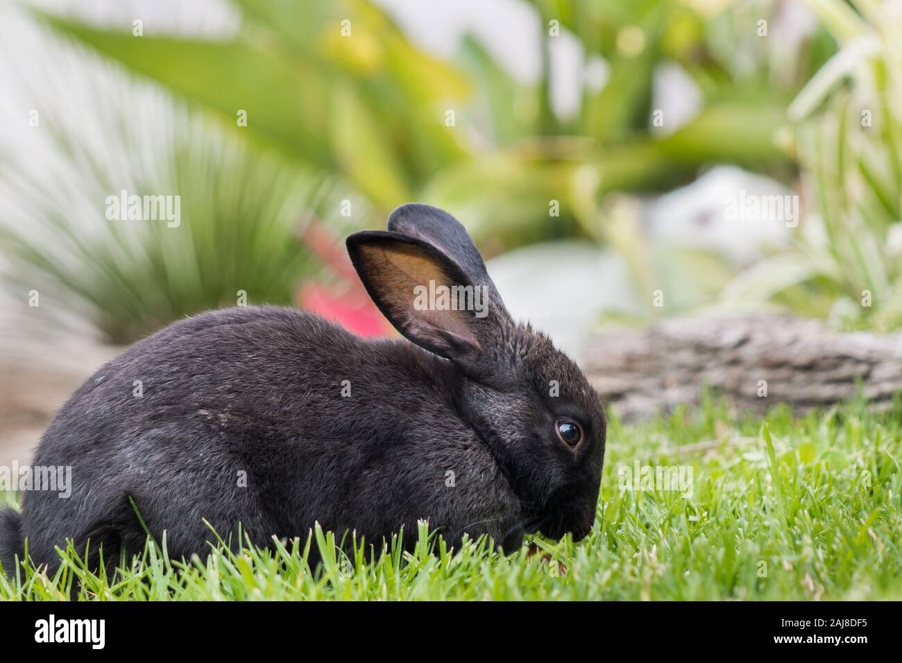 Black pet rabbit eating outdoors in the garden on the green grass ...