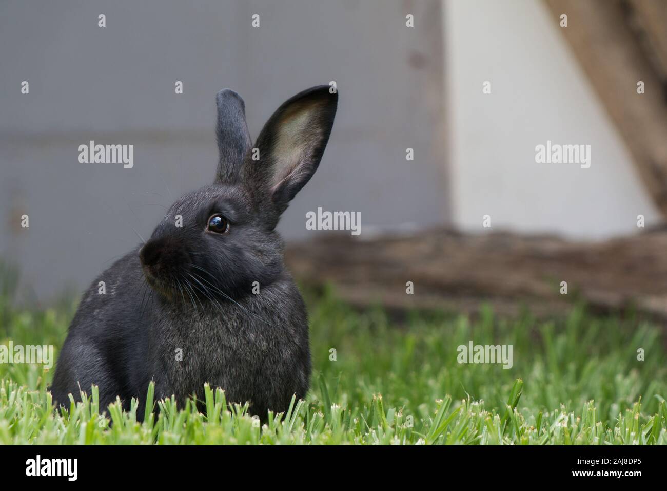 Black pet rabbit eating outdoors in the garden on the green grass ...