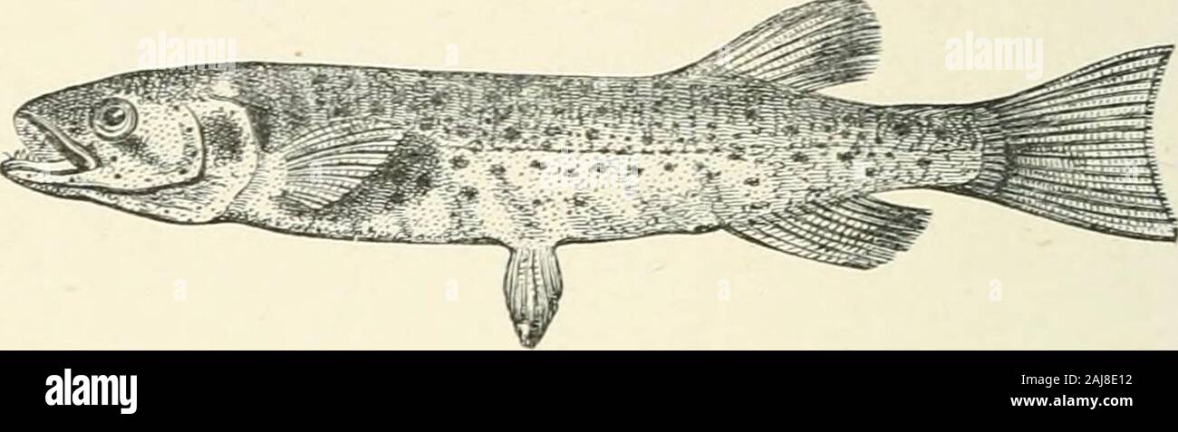 A treatise on zoology . Group 2 (Starks [420]). They are with-out true ...