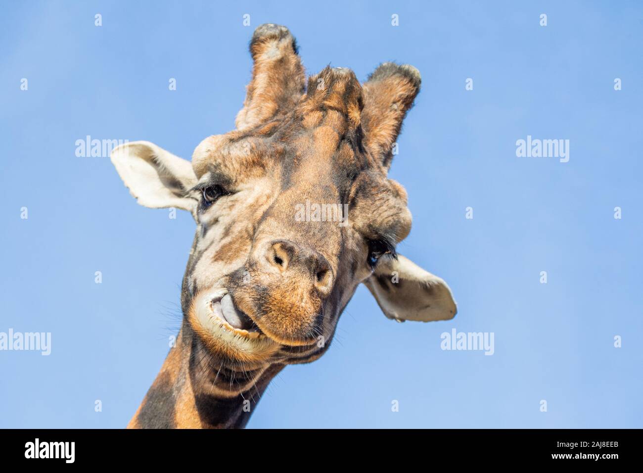 Giraffe head picture on blue background, animal, front view Stock Photo ...