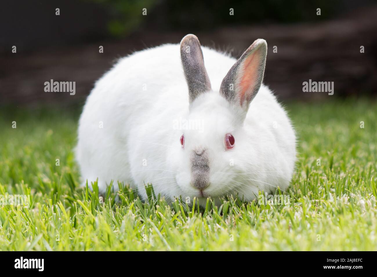 White pet rabbit with grey ears and nose grazing outdoors facing the ...