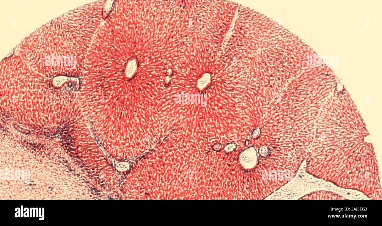 Necrotic stomatitis, with special reference to its occurrence in calves ...