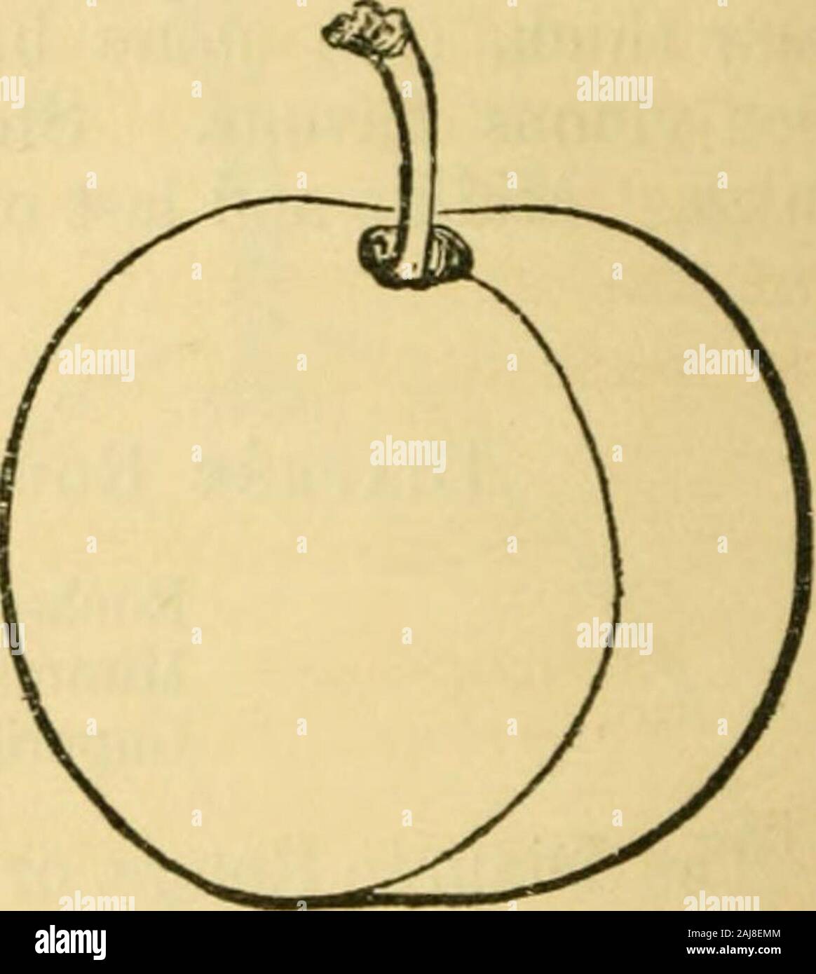 Sucrin hi-res stock photography and images - Alamy