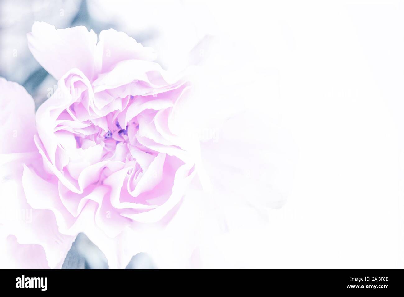 Cold pale pink violet carnation flower background. Pastel flower, copy ...