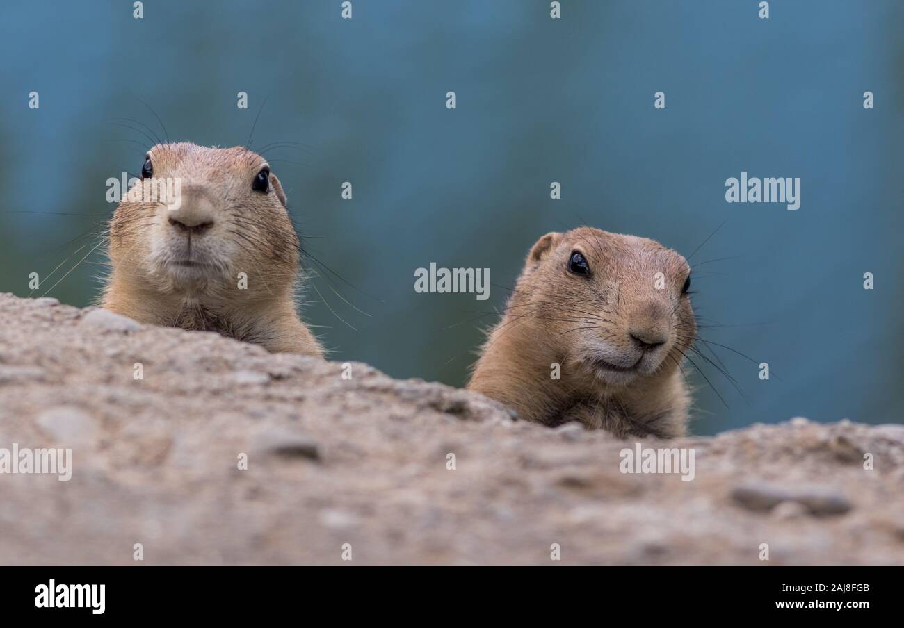 Prairie Dog (Cynomys) against muted blue background portrait Stock ...