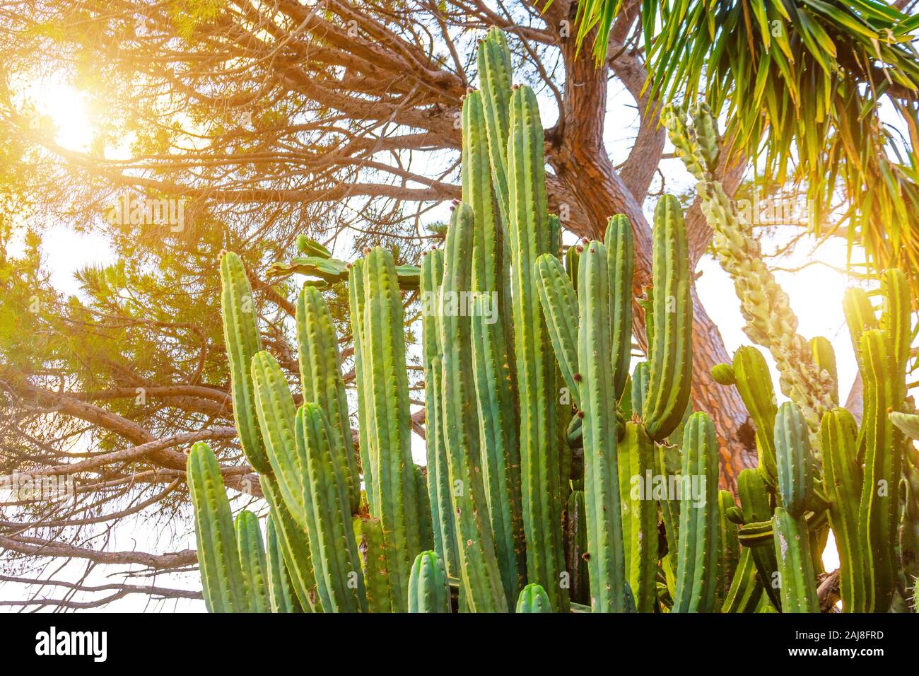Long spikes cactus hi-res stock photography and images - Alamy