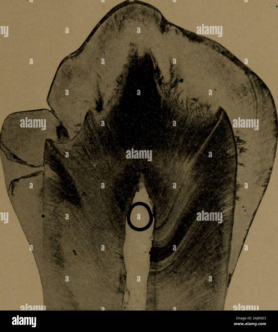 A text-book of dental histology and embryology, including laboratory ...