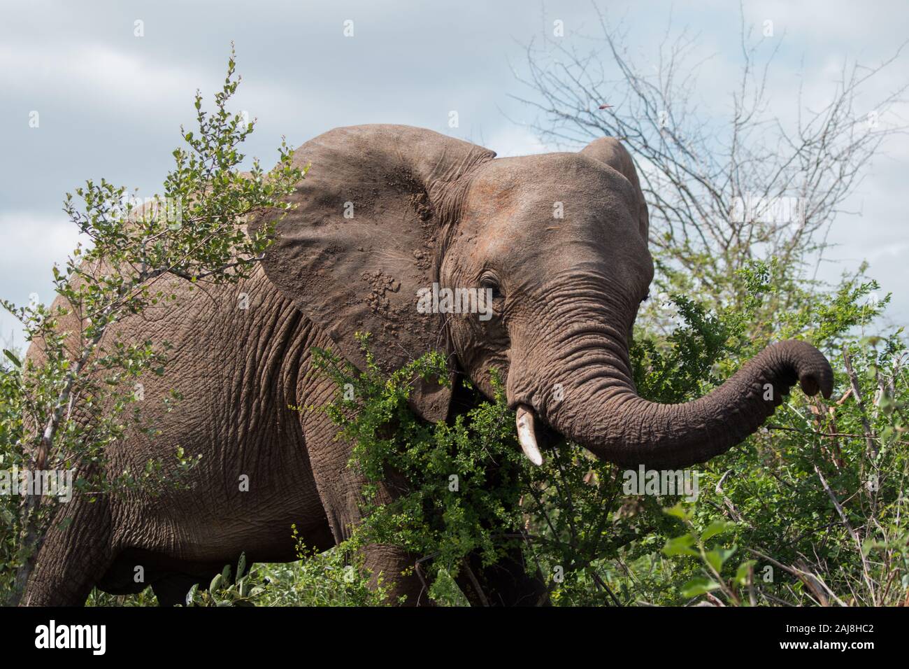 Foraging African Elephant standing in the bush close up Stock Photo - Alamy