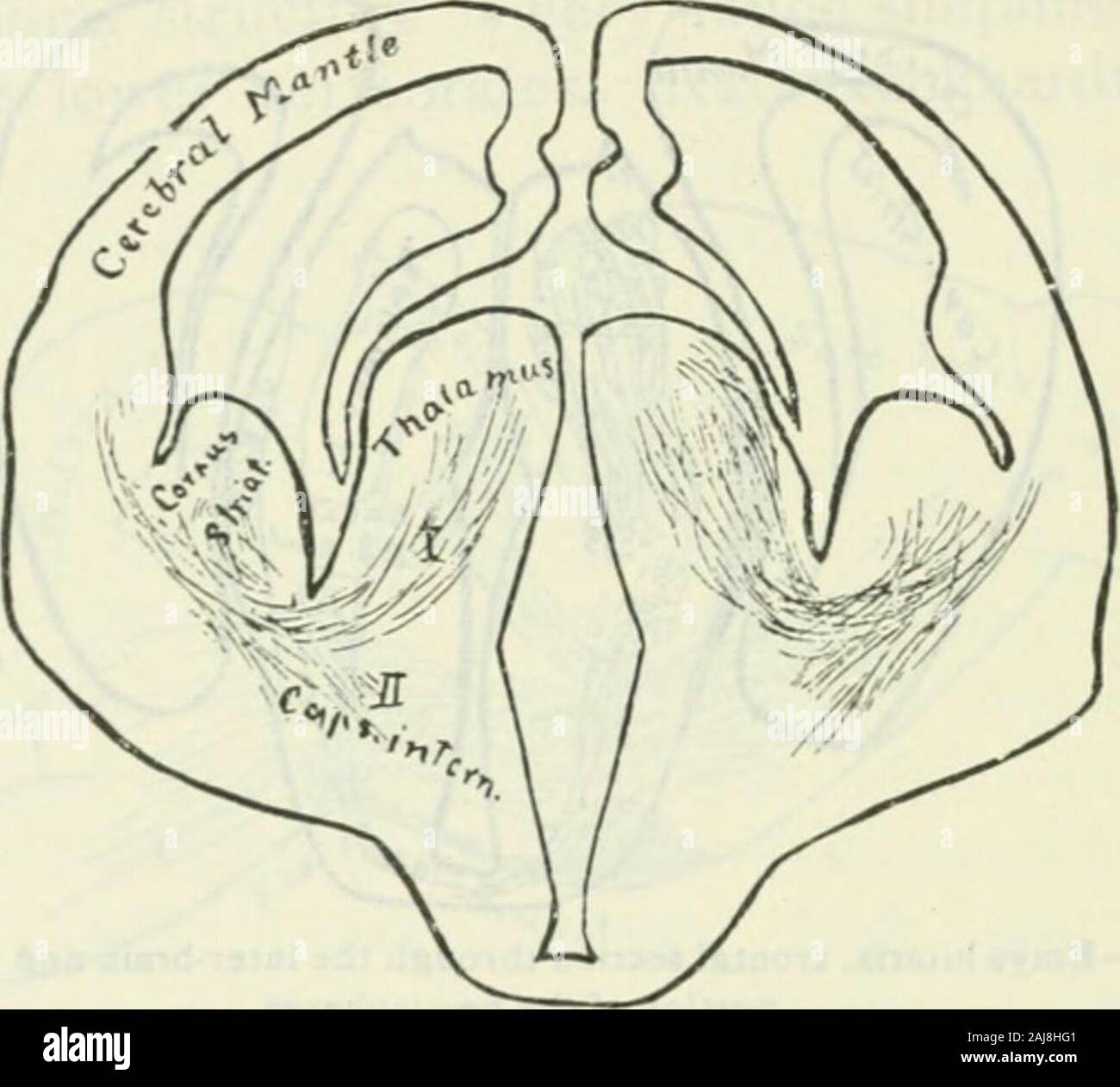 The Journal of nervous and mental disease . ignate the commissura ...