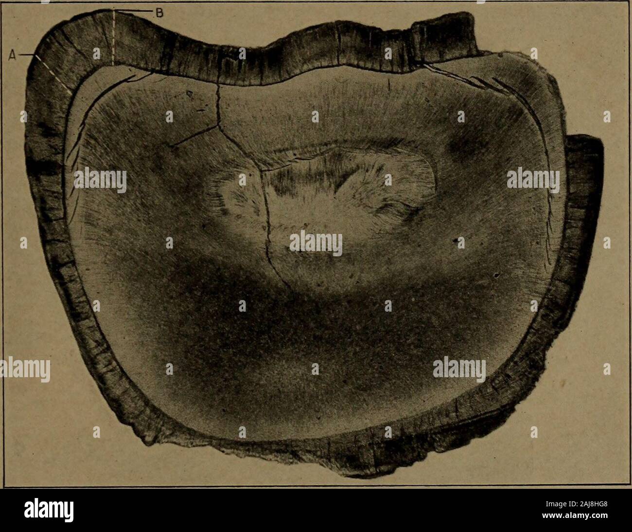 A text-book of dental histology and embryology, including laboratory ...