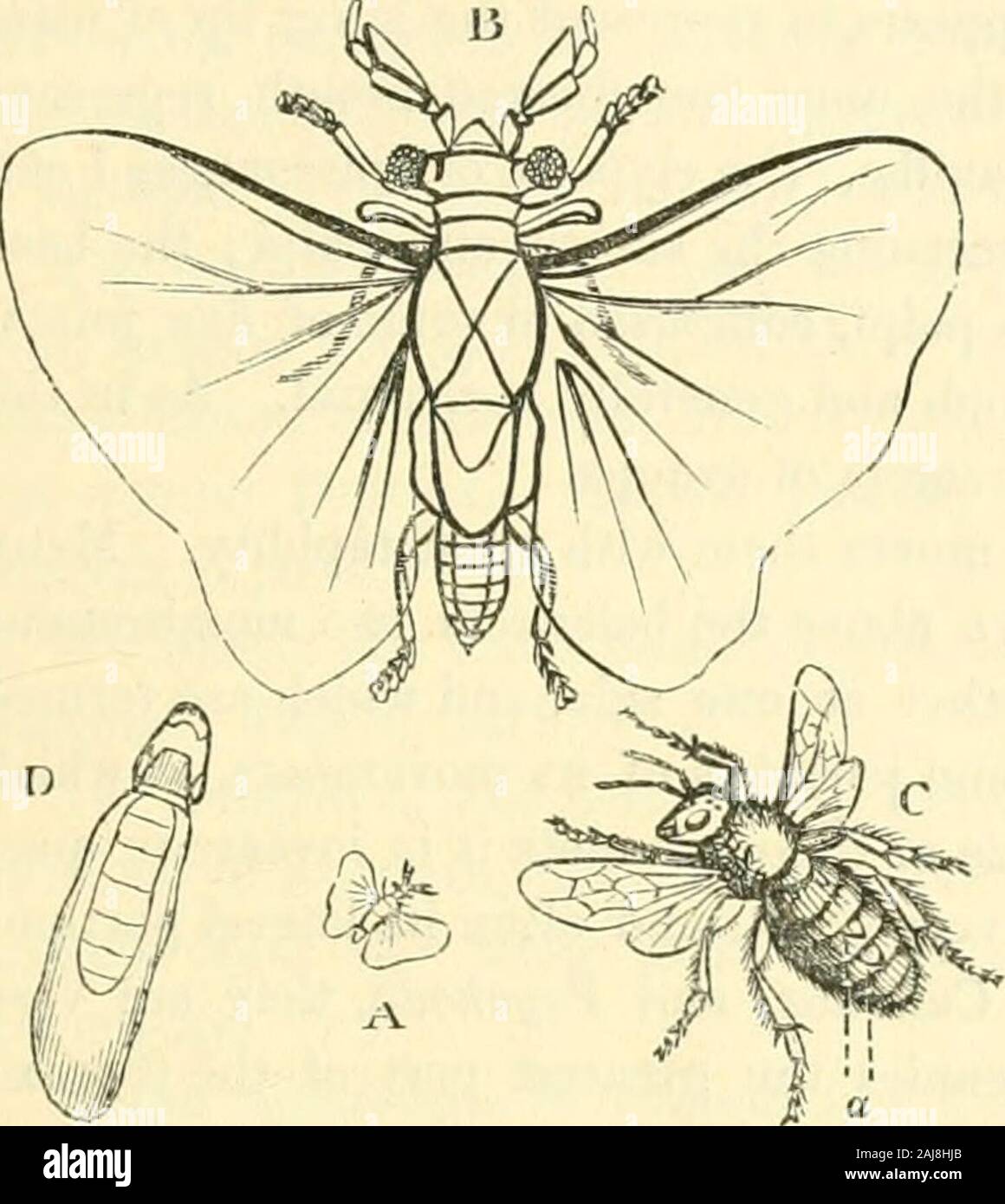 The animal kingdom, arranged after its organization : forming a natural ...