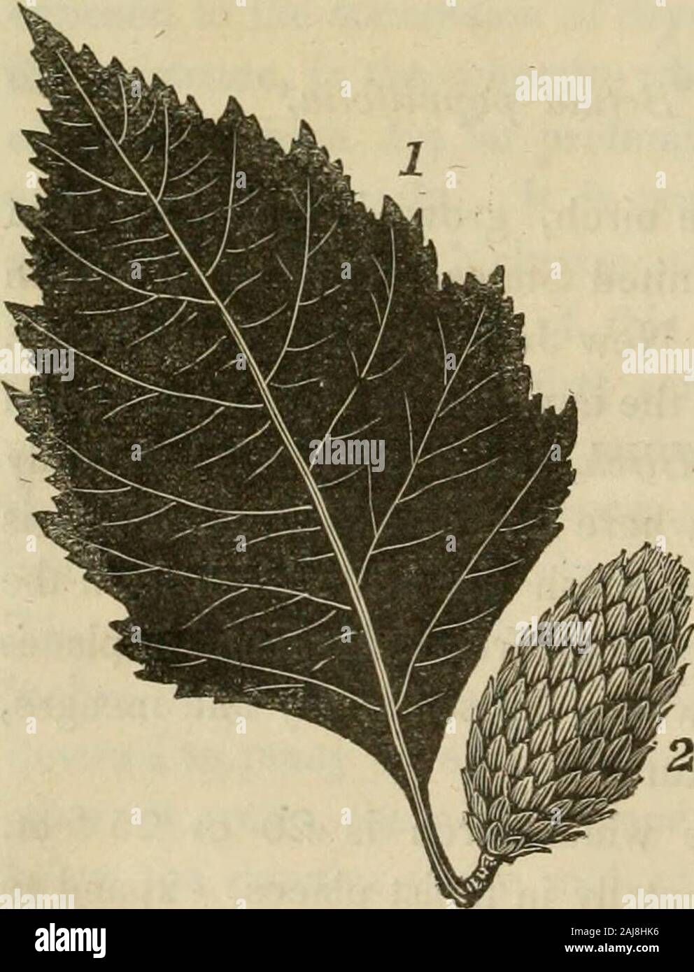 Heart shaped toothed leaves hi-res stock photography and images - Alamy